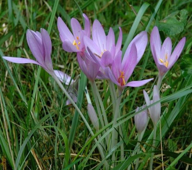 Flora dhe Fauna - Germia Park